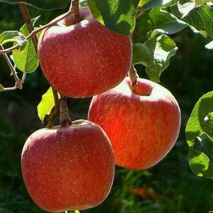 Jual Pohon Apel Anna Tanaman Buah Apple Ana Malang Bibit Stella Unggul ...