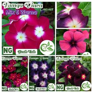 Jual 15 Benih Biji Bunga Vinca Mix 6 Warna Premium Benih Biji Bibit ...