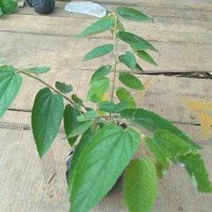 Jual Bibit Pohon Ceri Kersen Tanaman Ceri Talok Buah Ceri Seri CC20 ...