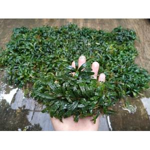 Jual Tanaman Aquascape - Bucephalandra Buce Velvet Clump - Kota ...