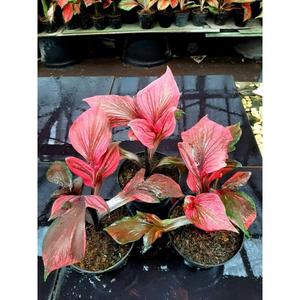 Jual Keladi Red Kujang | Tanaman Hias Keladi Red Kujang Anakan 2-3Daun ...