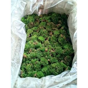 Jual media tanam Moss/lumut hutan 1kg --*_U" - Kota Bandung ...