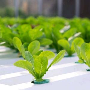 Jual Ab Mix Sayuran Daun - La Nutrient 500 Ml Pupuk Nutrisi Hidroponik ...