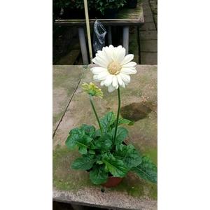 Jual tanaman gerbera putih - Kota Surabaya - elliana-store | Tokopedia