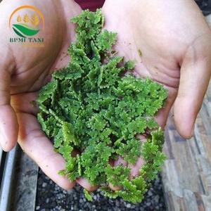 Jual bibit azolla Microphylla Azolla Pinata tanaman air azolla - Super ...