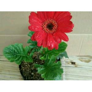 Jual tanaman gerbera merah - Kota Surabaya - elliana-store | Tokopedia