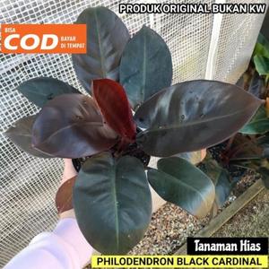 Jual PRODUK ORIGINAL !! Tanaman Hias Philodendron Black Cardinal (ASLI ...