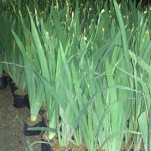 Jual Promo Grosir!! Tanaman Airis Tanaman Irish Tanaman Airis Bunga ...