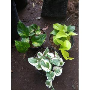 Jual paket 3 jenis tanaman gantung sri gading / sri gading - Kota ...