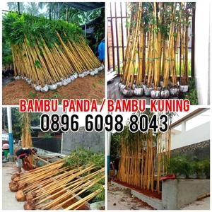 Jual Bambu panda | bambu kuning | pohon bambu - Jakarta Pusat ...