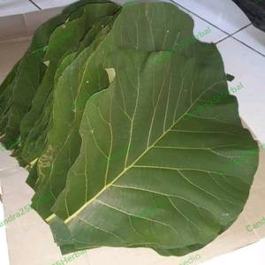 Jual Daun jati jawa segar sangat cocok untuk bungkus makanan gudeg 1 ...