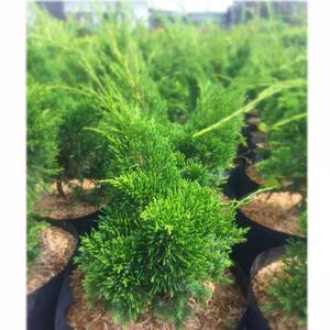 Jual tanaman cemara pua-pua super/tanaman cemara papua waylga 4766ch ...