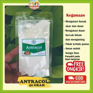 Jual fungisida antracol anti jamur pada tanaman - antracol fu reppdi 1498tm - Jakarta Barat ...
