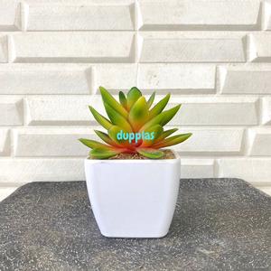 Jual tanaman sukulen kuncup daun latex pot melamine tanaman a betswi ...