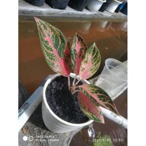 Jual tanaman hidup bunga hidup aglonema red sumatera real pic diybto ...