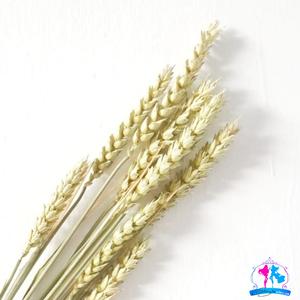 Jual 10 tangkai gandum kering warna : biru, pink, merah, puti dedggo ...