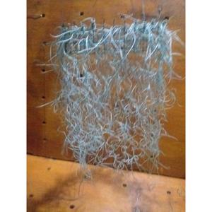 Jual tanaman janggut musa/ jangot dewa/tilandsia ,p 25cm lebi kewpri ...