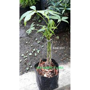 Jual tanaman pohon pachira/pohon uang gepbyi 5724ua - Jakarta Barat ...