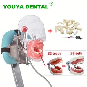 Jual Grosir Phantom Dental Simulator Model Kepala Sederhana Dengan Gigi ...