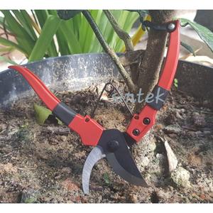 Jual ranting atau dahan tanaman rottge 6042df - Jakarta Utara ...