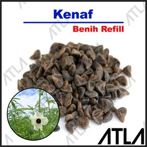 Jual Benih Kenaf Biji Yute Rami Jawa Seed Bibit Tanaman Daun Bunga ...