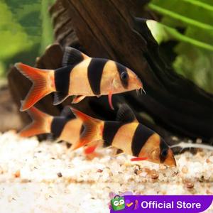 Jual Botia Badut / Clown Loach / Botia Tiger Kalimantan Ikan Hias ...