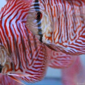 Jual Discus Tiger / Diskus / Ikan Discus / Discus Tiger Mozaik / Ikan ...