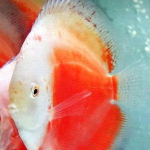 Jual Discus Red White / Red White / Discus Merah / Ikan Discus / Discus ...