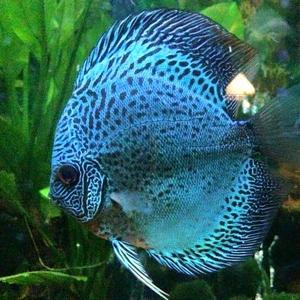 Jual Discus Blue Scorpion / Ikan Discus / Diskus / Ikan Hias/Ikan ...