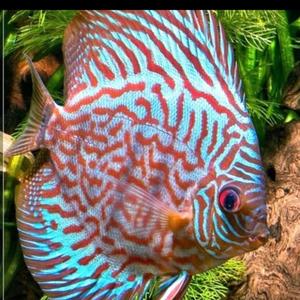 Jual Discus Mozaik / Discus Mozaik / Red Mozaik / Blue Mozaik / Ikan ...