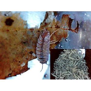 Promo Springtails + Dwarf Purple Isopods Combo Package Cicil 0% 3x ...