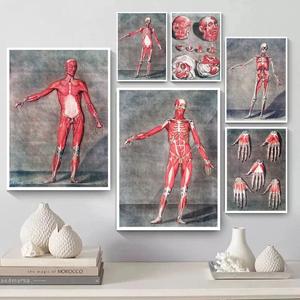 Jual Vintage Morbid Anatomy Chart Human Body Medical Poster Canvas Pai ...