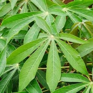 Jual Pucuk Daun SIngkong 100 Gram Segar Organik Superfood Multivitamin ...