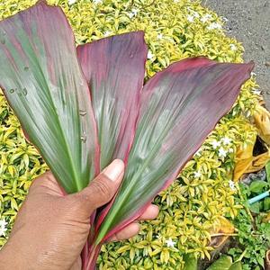 Jual 10 LEMBAR DAUN HANJUANG/ANDONG MERAH - Kab. Karawang - Prembun ...
