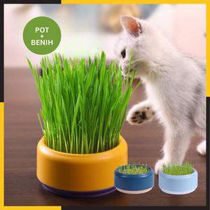 Jual KOZO Pot Tanam Rumput Kucing Tumbuh Benih Gandum Cat Grass Seed ...