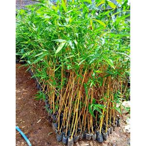 Jual "Jual Jual 500gr Tanaman Hias Bambu Kuning I Pring Kuning Siap ...