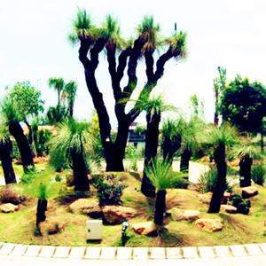 Jual ' Egrow 100Pcs/Pack Grass Tree Seeds Rare Grass Tree Bonsai ...