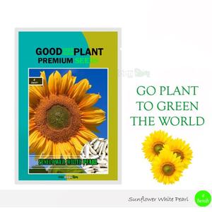 Jual 4 biji - Benih Bibit Sunflower White Pearl Kuaci Putih Bunga ...