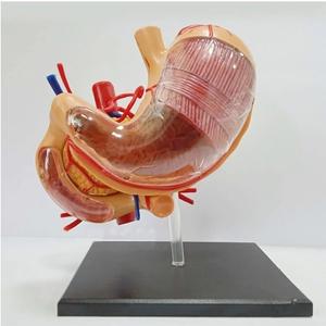 Jual Alat Peraga Model Anatomi Perut stomach anatomical model Human ...