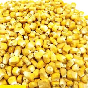 Jual Freeze Drying Corn / Jagung Kering 500 gr - Jakarta Selatan ...