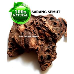 Jual Jamu Herbal Tradisional Teh Sarang Semut Asli Papua Untuk ...
