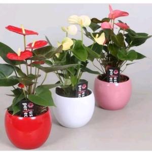 Jual Tanaman Hias Hidup Anthurium Mickeymouse Maroon/Bunga Hidup ...