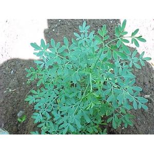 Jual Tanaman Inggu Atau Aruda Atau Anruda Busu Atau Rue - Kab ...