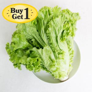 Jual Selada Keriting B1G1 Konvensional 1 pack - Jakarta Selatan ...