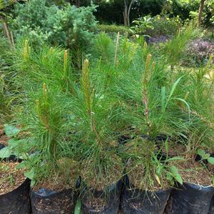 Jual pohon pinus - bibit tanaman pohon pinus - Kab. Kediri - fuulinbart ...