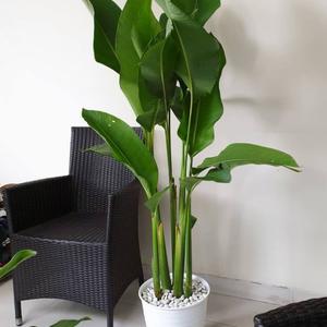 Jual tanaman heliconia caribaea pisang karibay tinggi 1 meter - Kab ...
