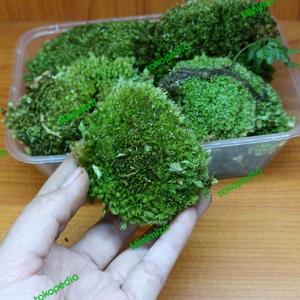 Jual Moss Forest / Moss pinus hidup untuk terrarium dan paludarium ...
