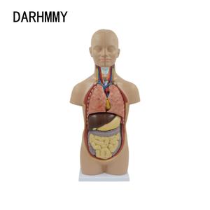 Jual Darhmmy 50Cm Model Torso Mini Tubuh Manusia Anatomi 12 Bagian Set ...