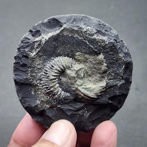 Jual NEW FIND | Papuan Ammonite Fossil Natural | Batu Fosil Amonit ...