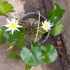 Jual Tanaman hias Air Bunga Teratai/Tanaman Teratai - Kab. Bandung ...